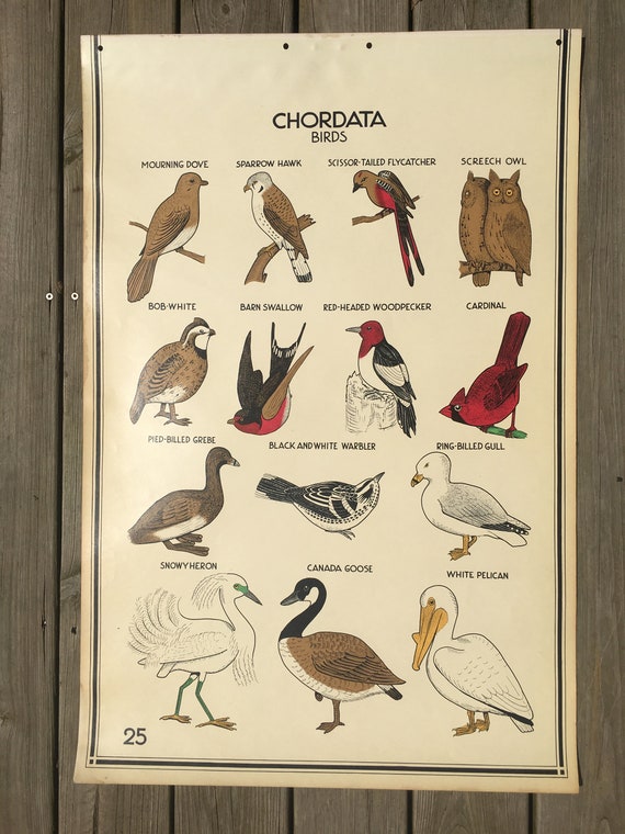 Birds and Waterfowl Vintage School Science Chart or Poster | Etsy