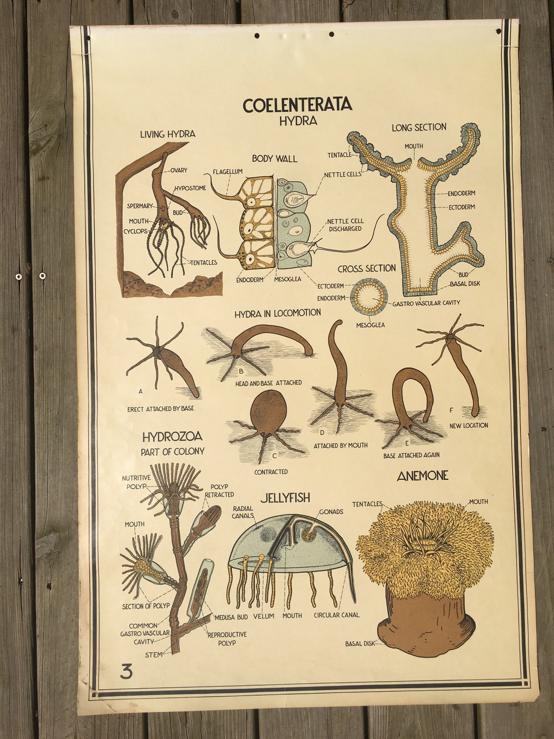 Jellyfish, Hydra, Anemone - Vintage School Science Chart or Poster - Etsy