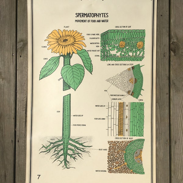 Plant Diagram - Etsy