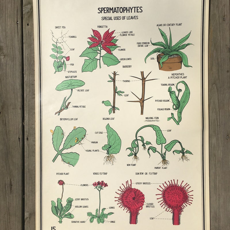 Vintage School Chart - Etsy