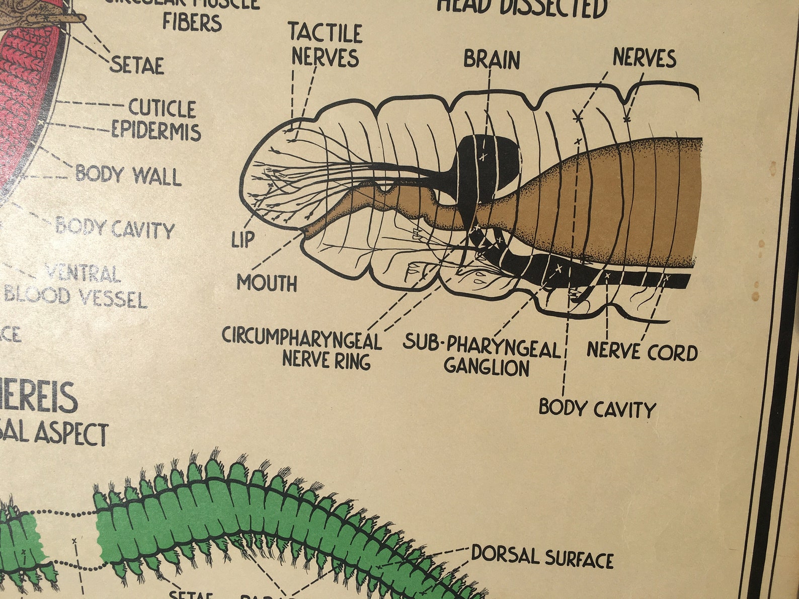 Earthworm and Leech Vintage School Science Chart or Poster - Etsy