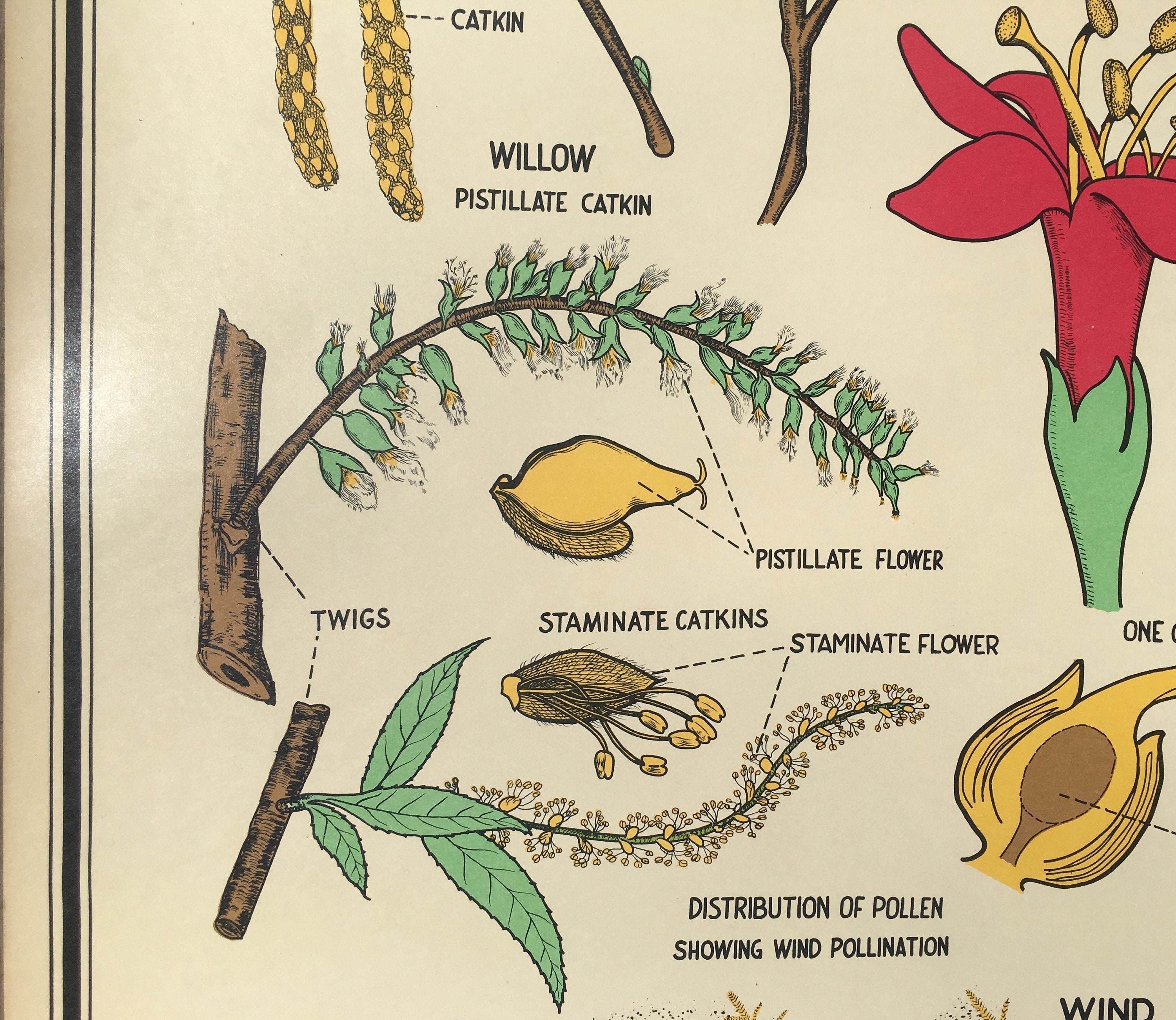 Pollination - Vintage School Science Chart or Poster - Etsy