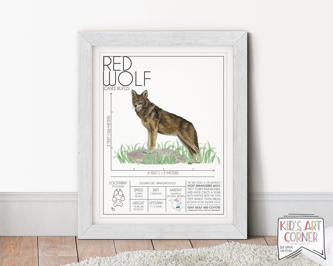 Red Wolf, Critically Endangered Animals, Hand-painted Watercolor Art ...