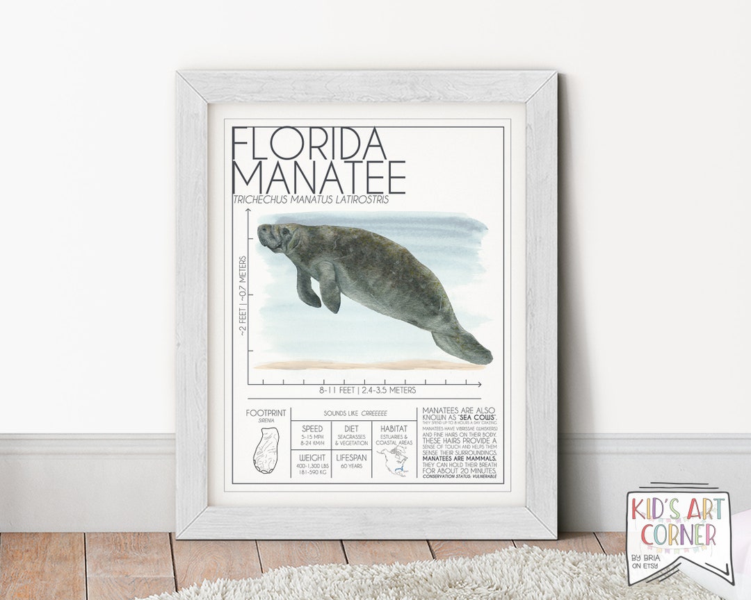 Florida Manatee, Watercolor Hand-painted Marine Animals, Educational ...