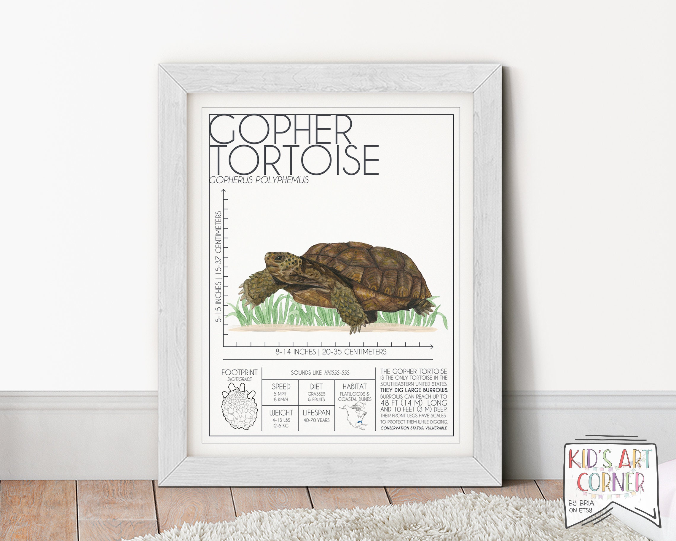 Gopher Tortoise, Watercolor Painted Animals, Zoology Educational Prints ...