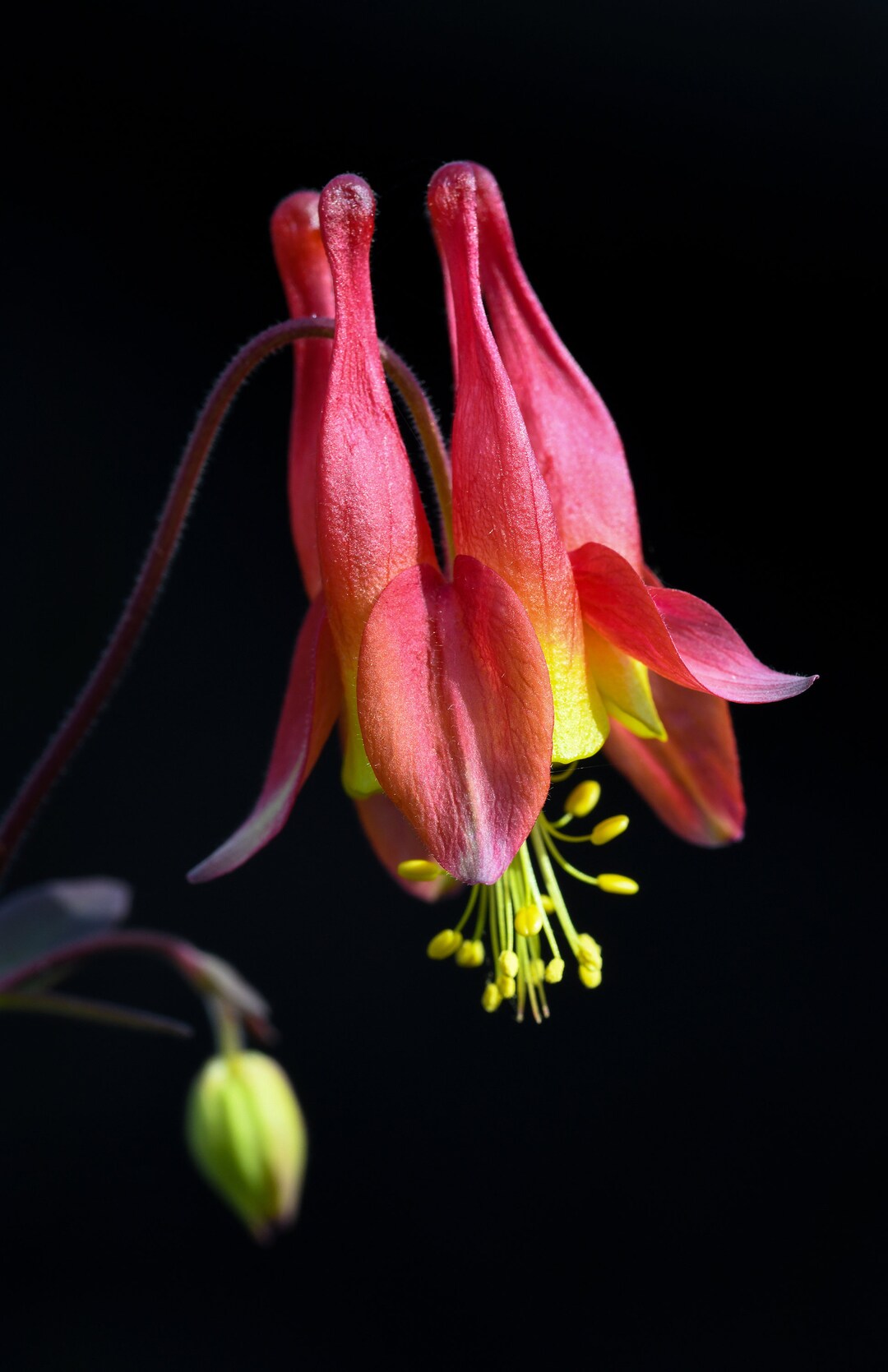 Red Columbine - Etsy
