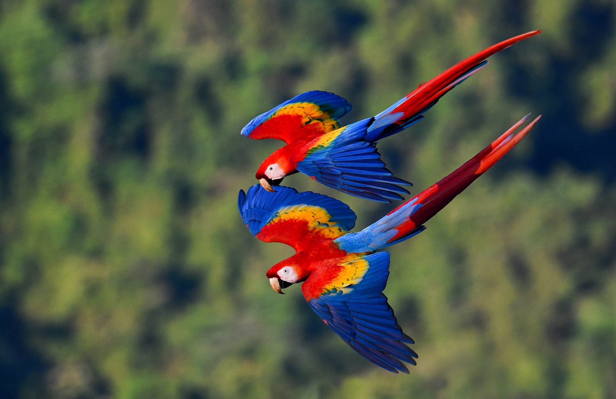 Scarlet Macaw Print - Etsy