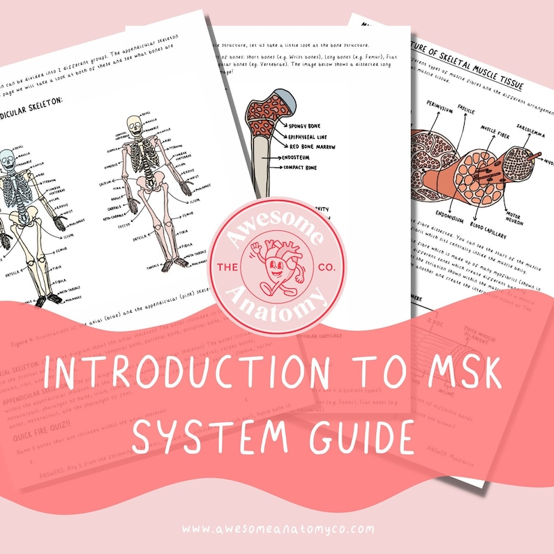 Introduction to MSK Anatomy System Guide // Student - Etsy