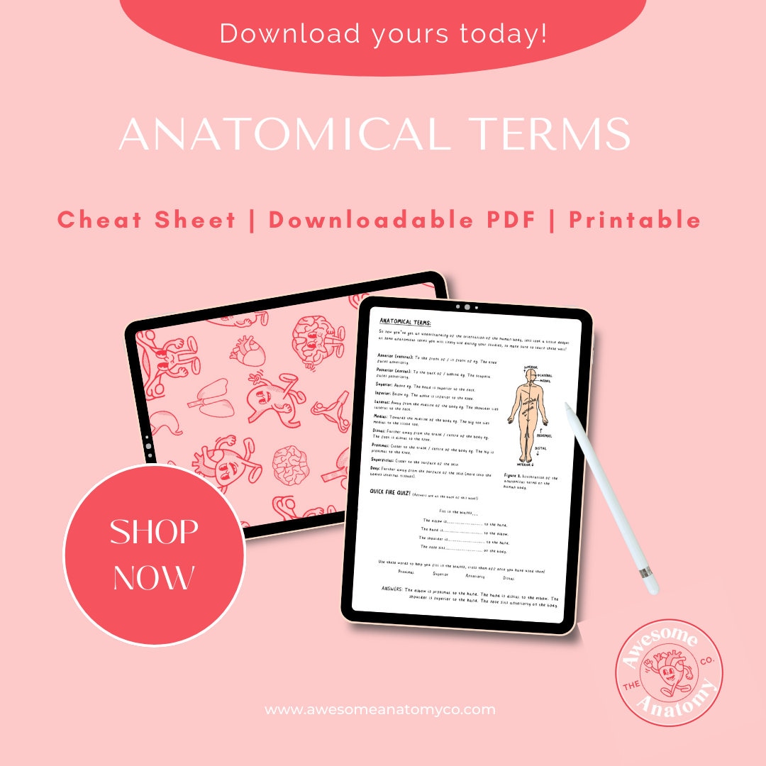 Cheat Sheet on Anatomical and Movement Terminology // PDF - Etsy