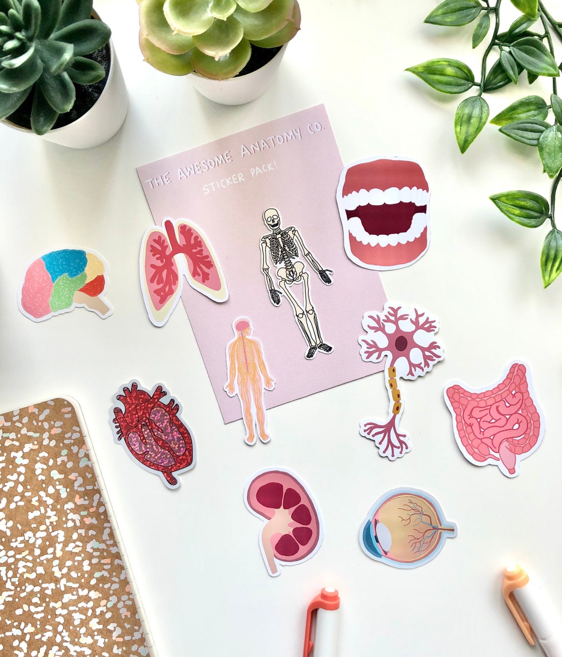 Human Biology Organ Glossy Vinyl Sticker Pack // Anatomie | Etsy