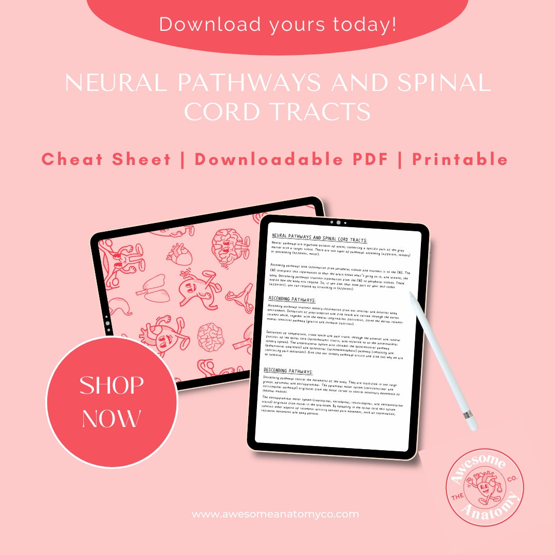 Cheat Sheet on Neural Pathways and Spinal Cord Tracts // PDF - Etsy