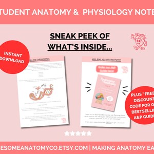Anatomy and Physiology Notes, DNA and Chromosomes, Anatomy Study Notes ...