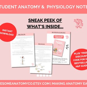 Anatomy and Physiology Notes, Bone Structure and Remodelling, Anatomy ...