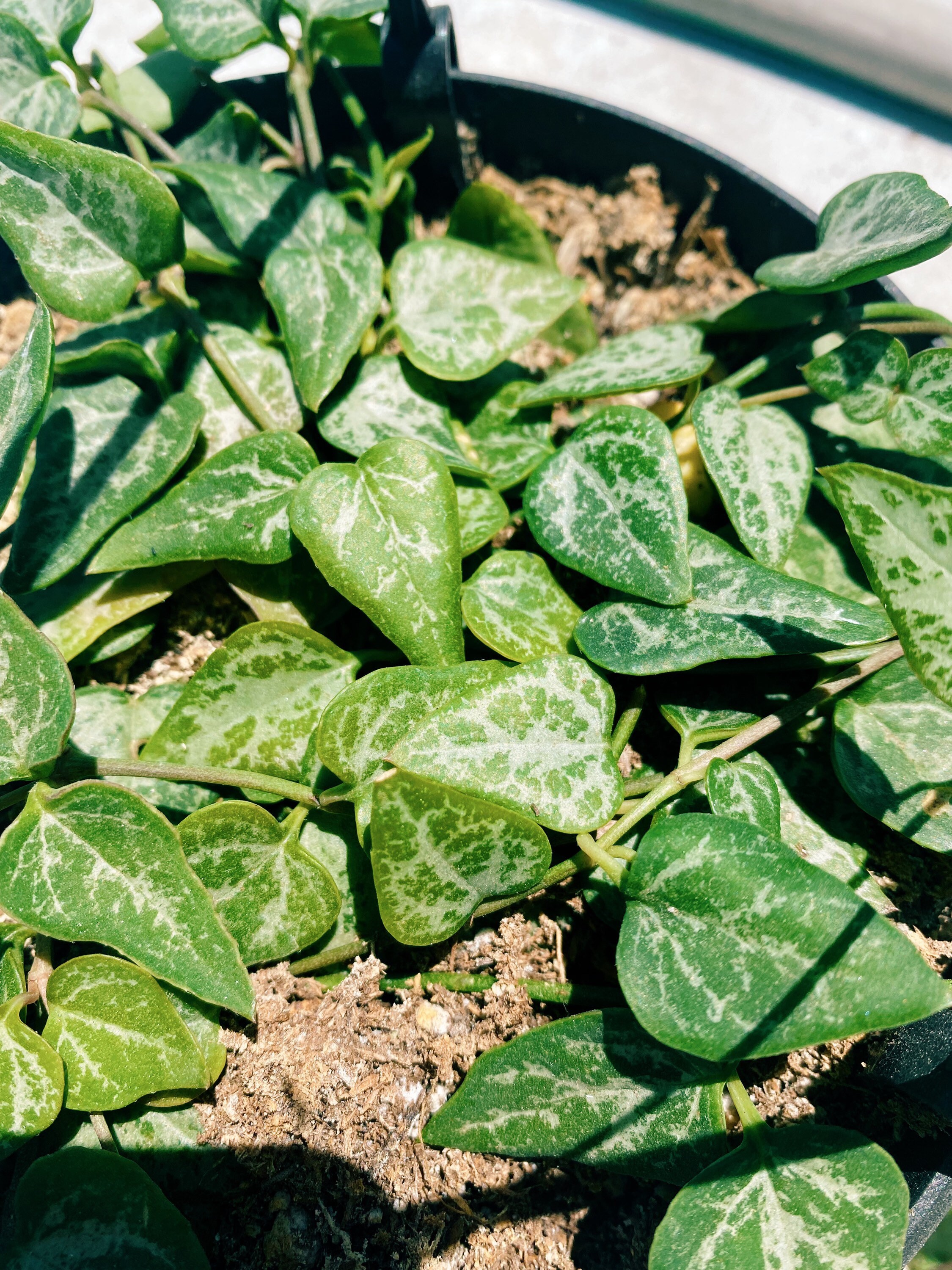 Rare String of Things Pack - Etsy