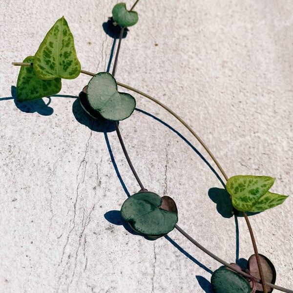 String of Things - Etsy