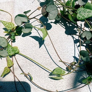 Rare String of Things Pack - Etsy