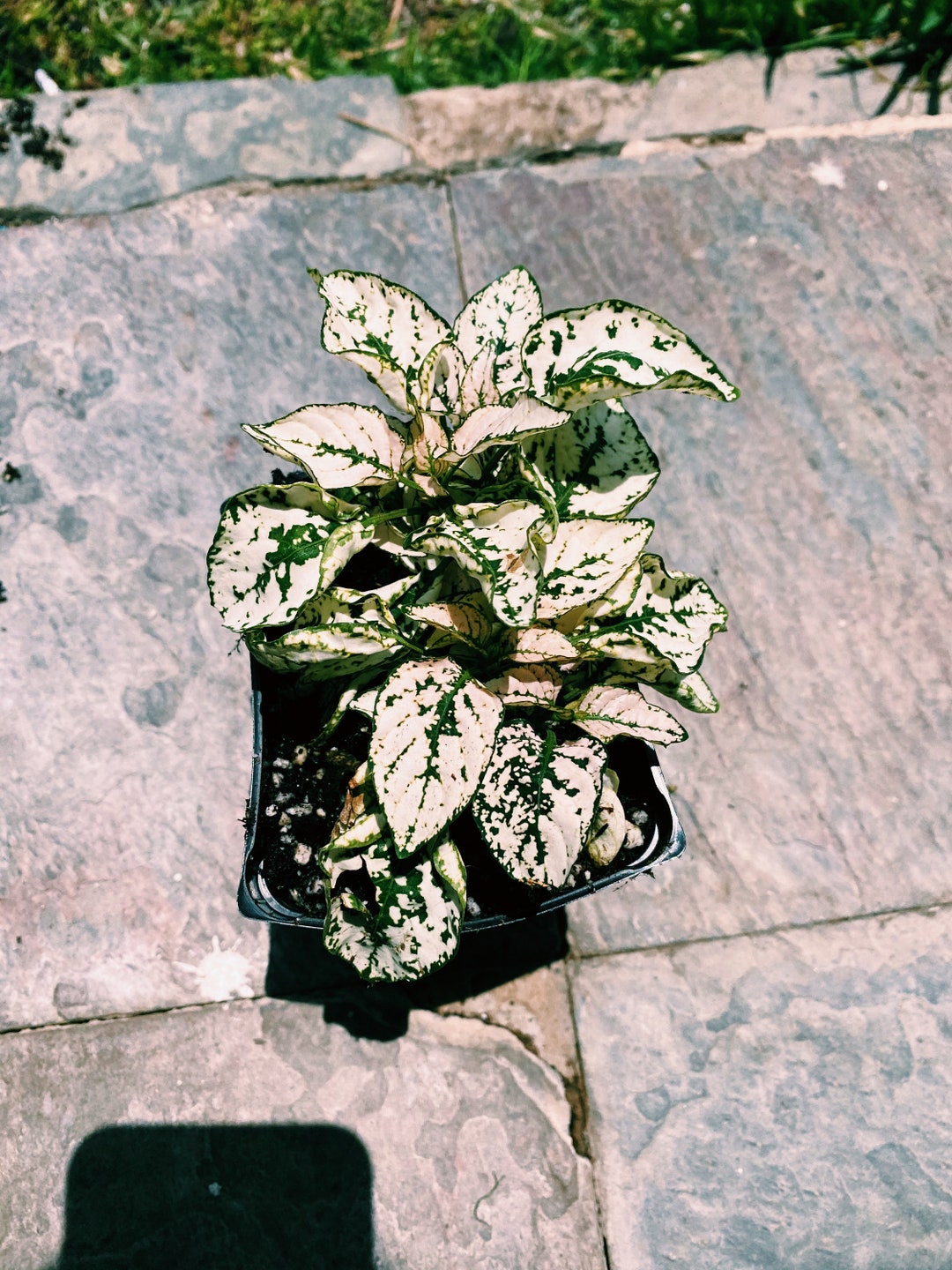 3" White Polka Dot Splash Plant - Etsy