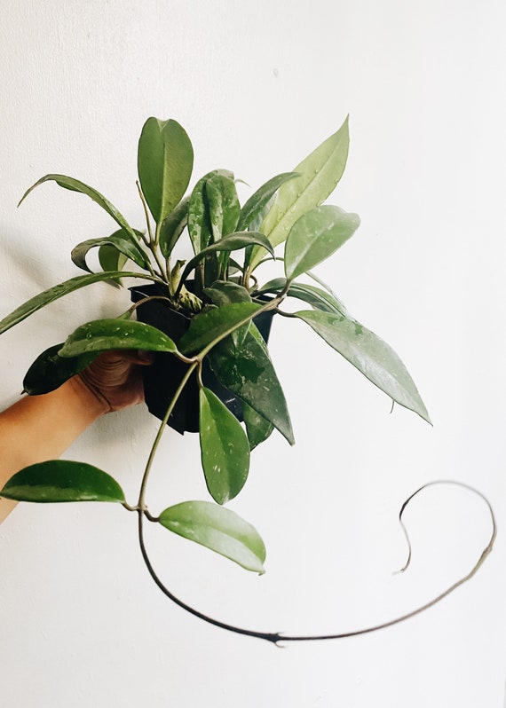 3 Trailing Hoya Carnosa - Etsy