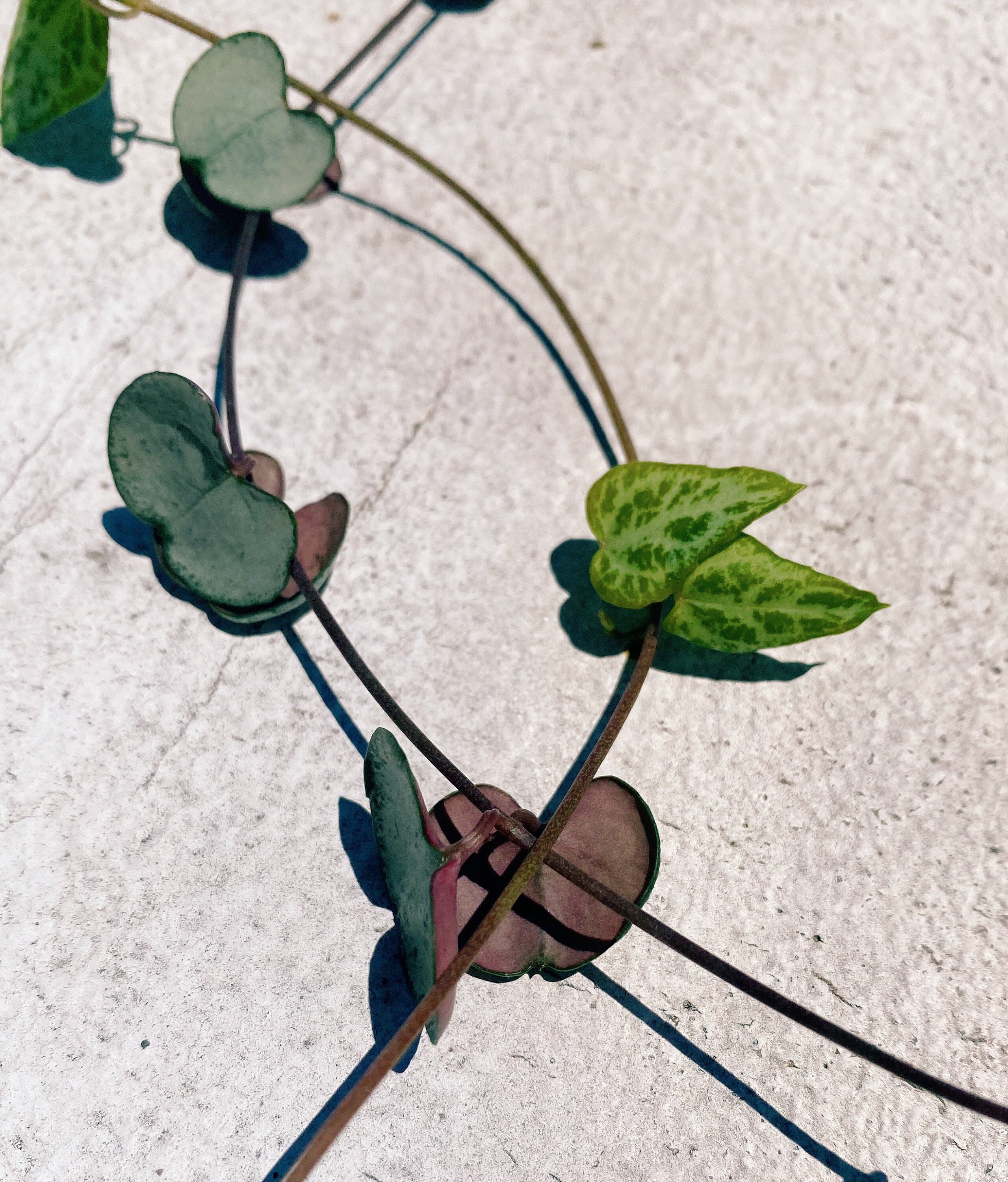 Rare String of Things Pack - Etsy