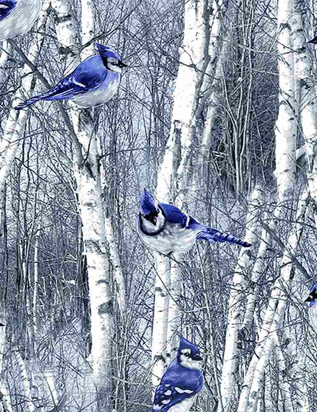 Timeless Treasures Fabrics Winter Hike Blue Jays in Winter Birch Trees ...