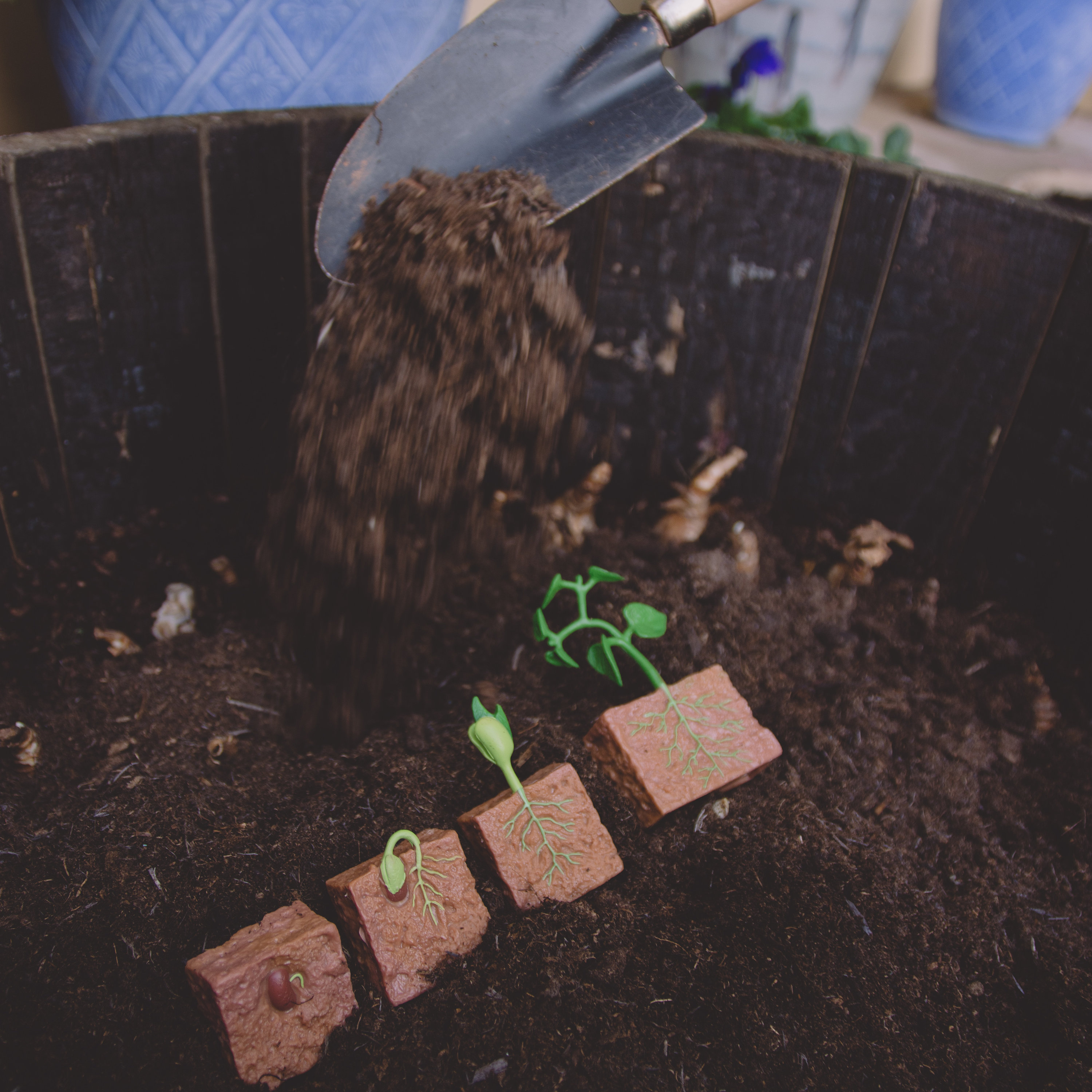 Life Cycle of a Green Bean Plant Montessori Materials 3 Part Cards ...