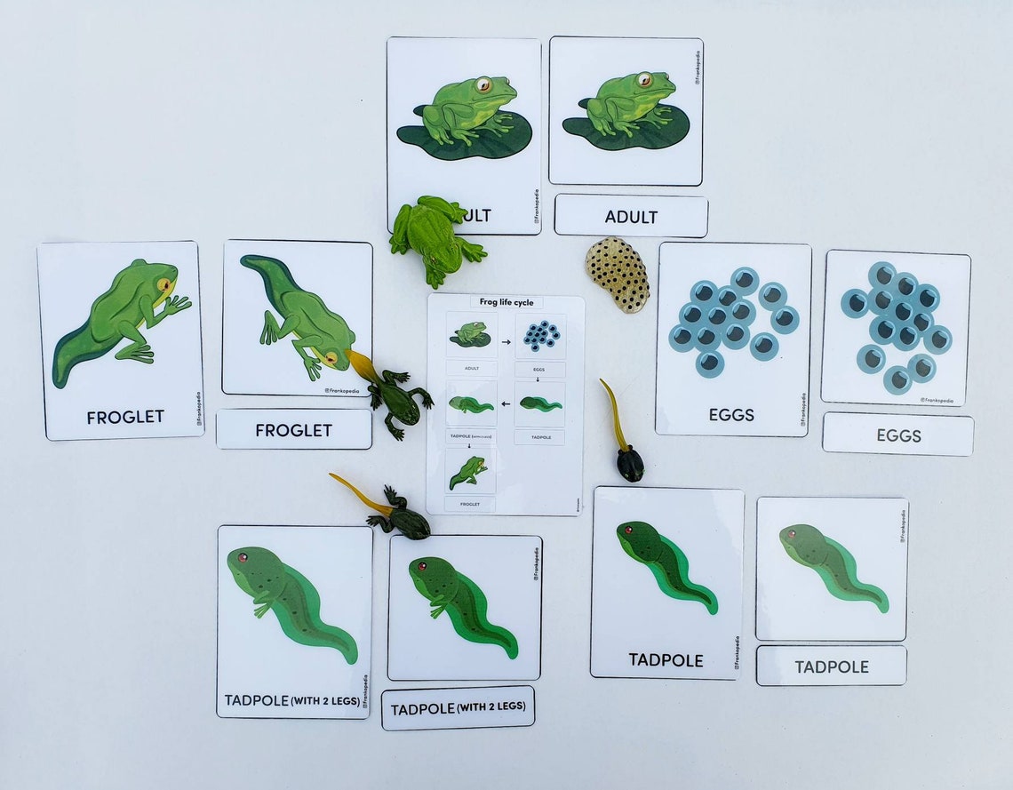 Life Cycle of a Frog Printable Montessori Nomenclaturecards - Etsy