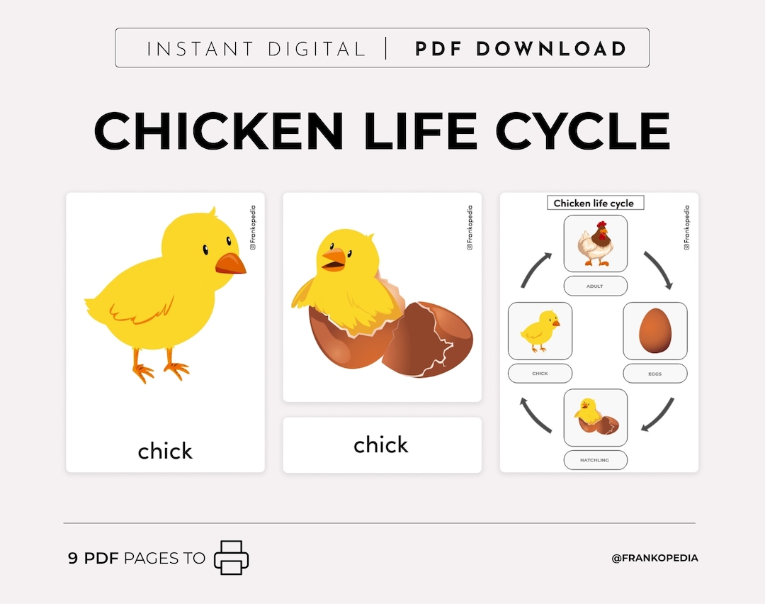 Life Cycle of a Chicken Flashcards Printable Montessori Cards Preschool ...