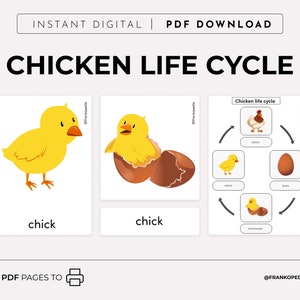 Life Cycle of a Chicken Flashcards Printable Montessori Cards Preschool ...