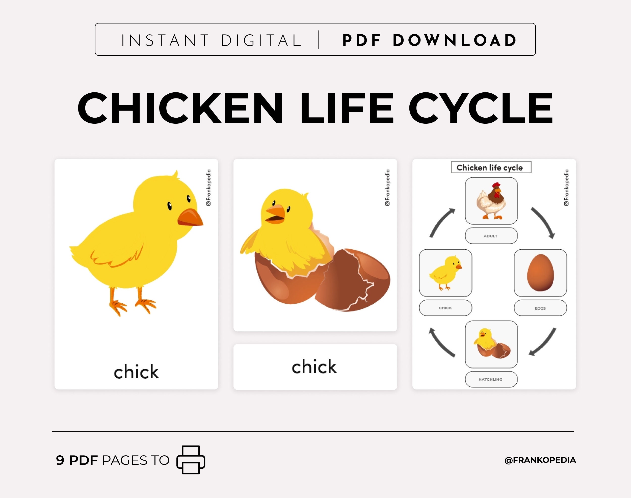 Chicken Life Cycle For Kids