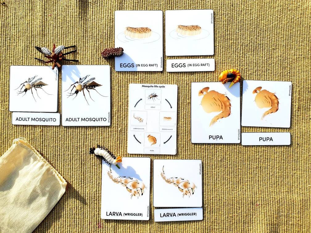 Life Cycle of a Mosquito Printable Homeschool Montessori - Etsy UK