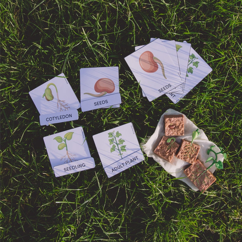 Life Cycle of a Green Bean Plant Montessori Materials 3 Part - Etsy UK