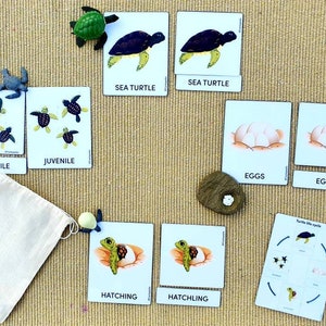 Life Cycle of a Turtle Printable Montessori 3 Part Cards Montessori ...