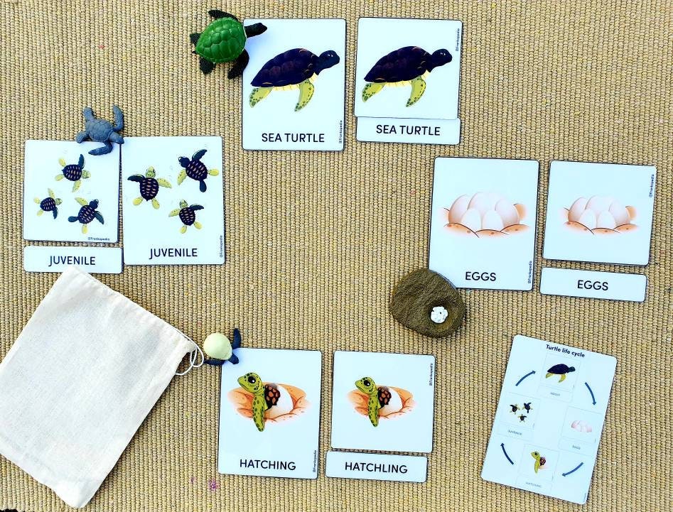Life Cycle of a Turtle Printable Montessori 3 Part Cards - Etsy