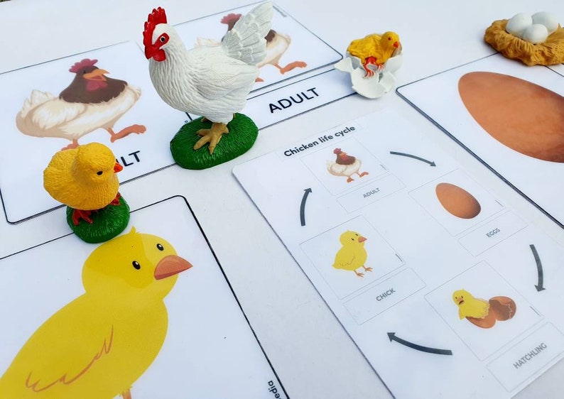 Life Cycle of a Chicken Flashcards Printable Montessori Cards Preschool ...