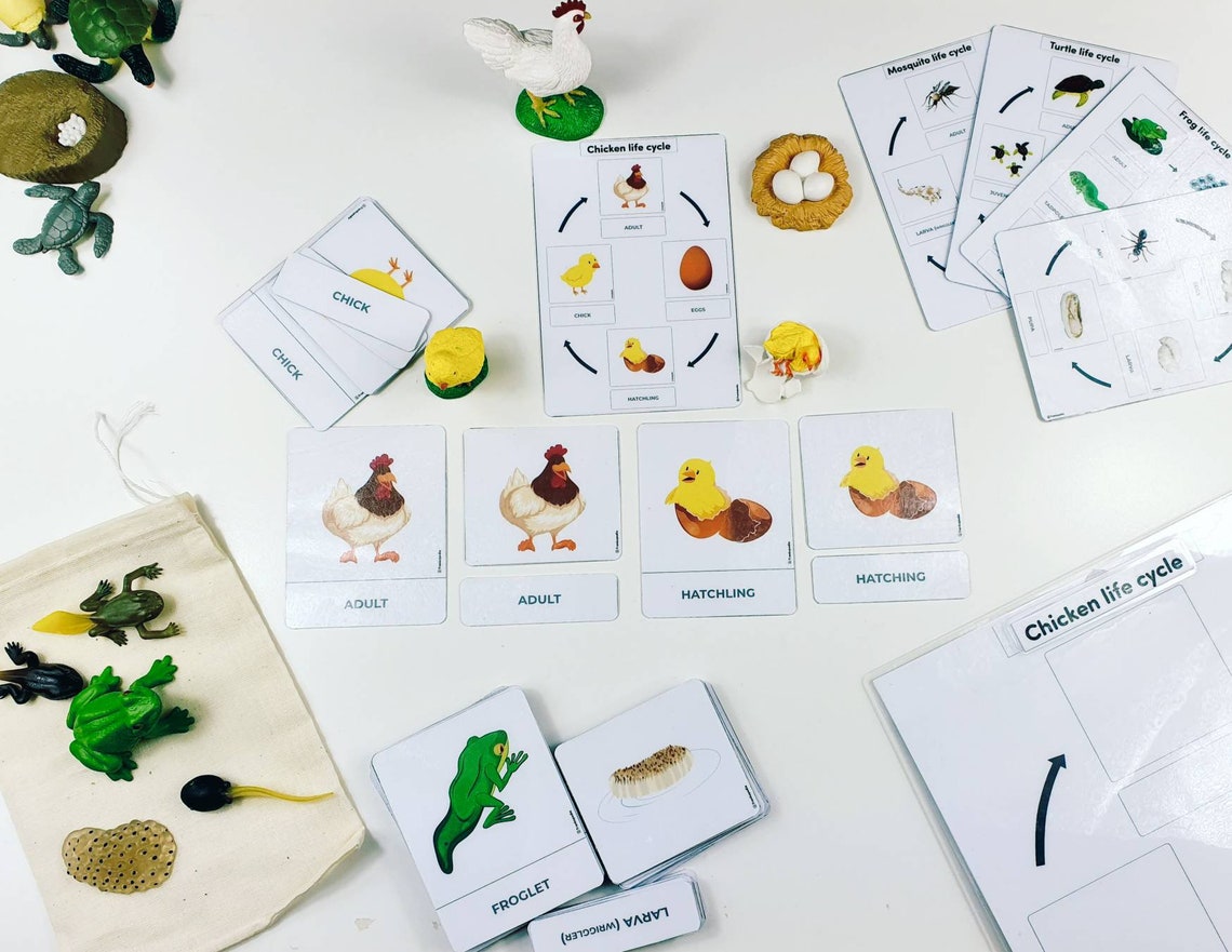 Life Cycle of a Chicken Flashcards Printable Montessori Cards - Etsy Canada
