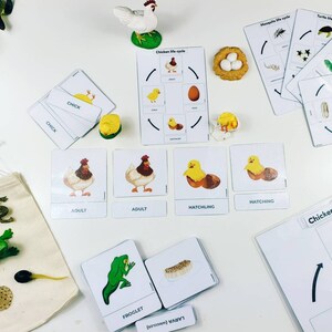 Life Cycle of a Chicken Flashcards Printable Montessori Cards Preschool ...