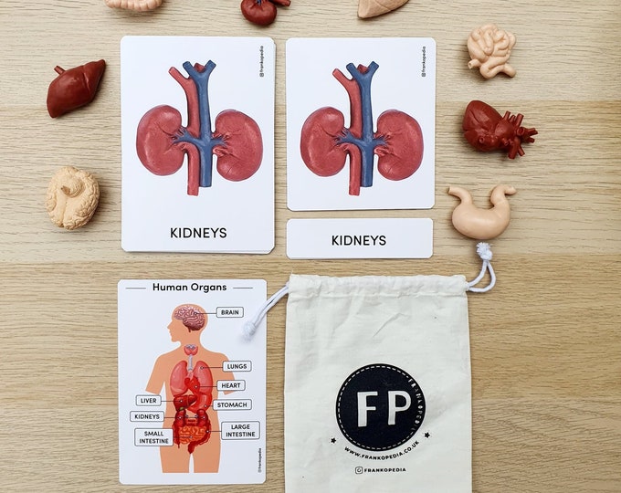 Buy Montessori Internal Organs Matching Game DOWNLOADABLE PDF Online in ...