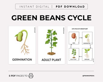 Montessori Plant Cycle - Etsy