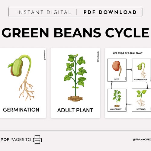 Life Cycle of a Green Bean Plant Montessori Materials 3 Part - Etsy