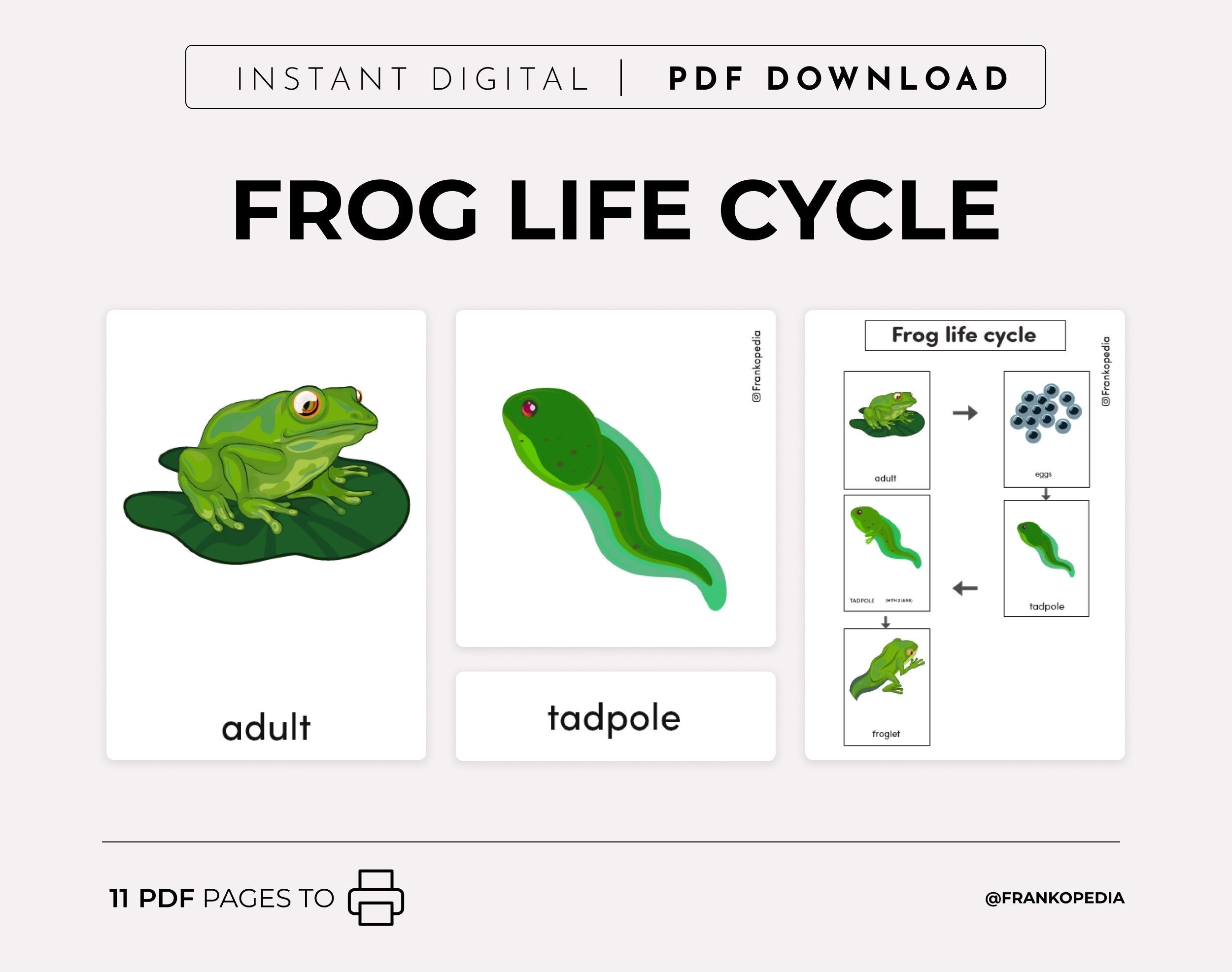 Frog Life Cycle For Kids Worksheet