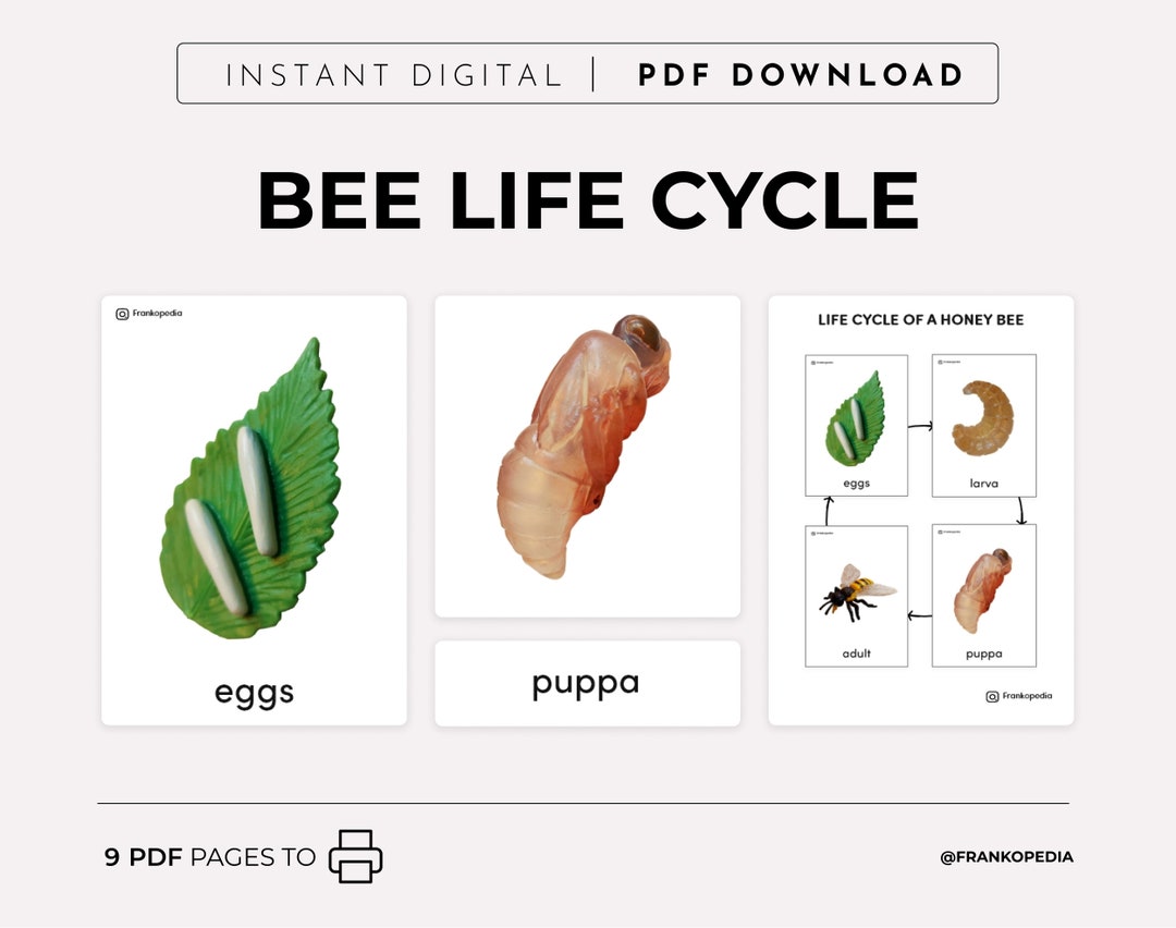 Honeybee Life Cycle Printable Montessori Cards Preschool Science ...