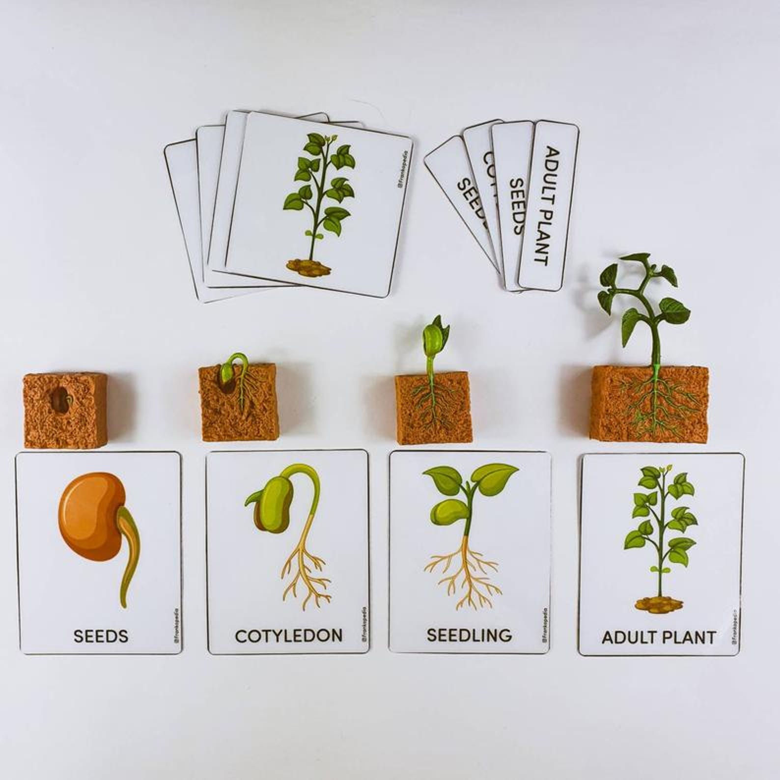 Life Cycle of a Green Bean Plant Montessori Materials 3 Part Cards ...