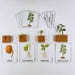 Life Cycle of a Green Bean Plant Montessori Materials 3 Part Cards ...