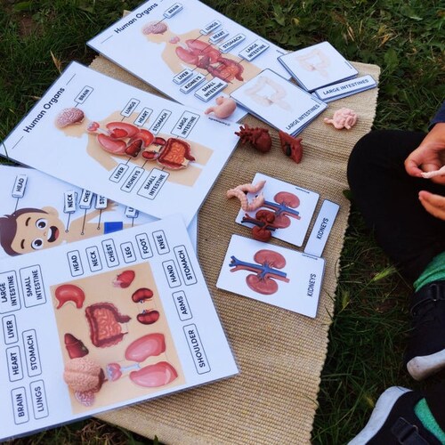 Human Organs Toob Safari LTD Identification Cards - Etsy