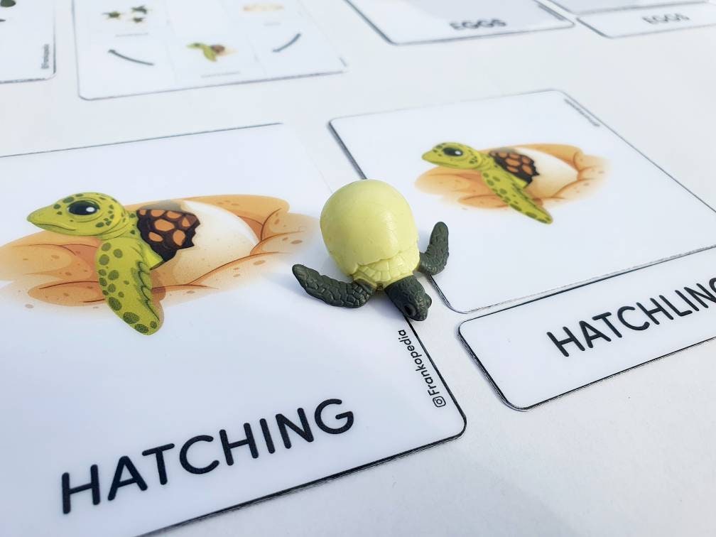 Life Cycle of a Turtle Printable Montessori 3 Part Cards - Etsy