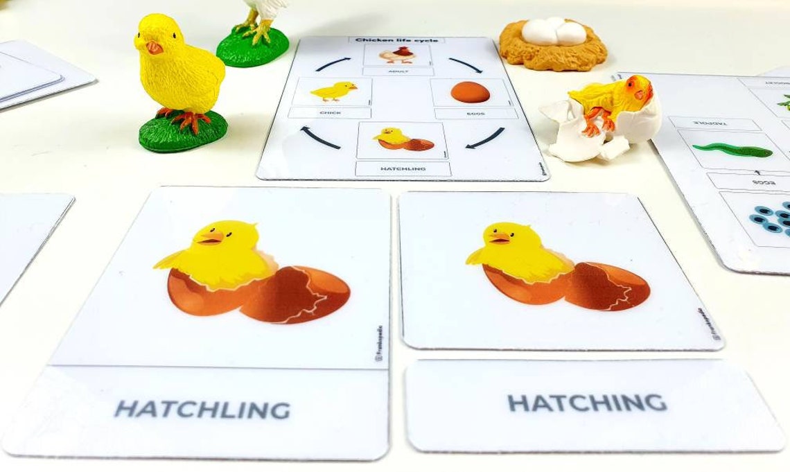 Life Cycle of a Chicken Flashcards Printable Montessori Cards Preschool ...