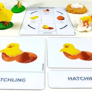 Life Cycle of a Chicken Flashcards Printable Montessori Cards Preschool ...