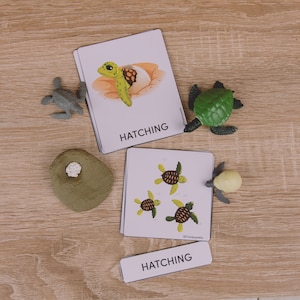 Life Cycle of a Turtle Printable Montessori 3 Part Cards Montessori ...