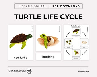 Sea Turtle Life Cycle - Montessori 3 Part Cards - Etsy