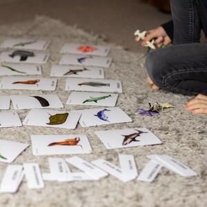 Sea Animals Cards Montessori Ocean Animals Activity Montessori Cards ...